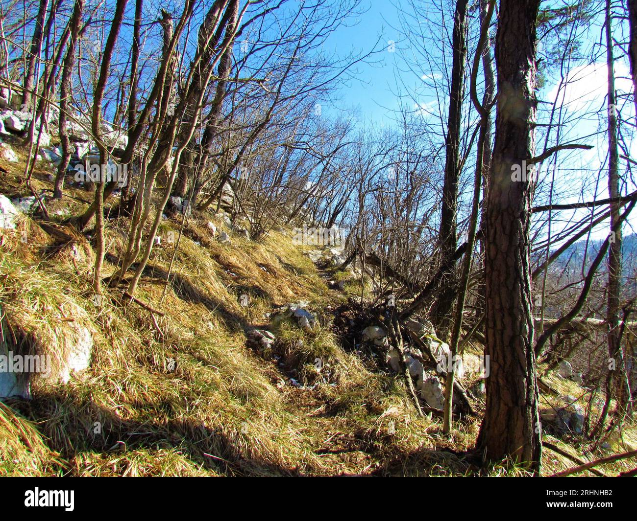 Path leading through a forest and the ground covered in dry grass Stock ...