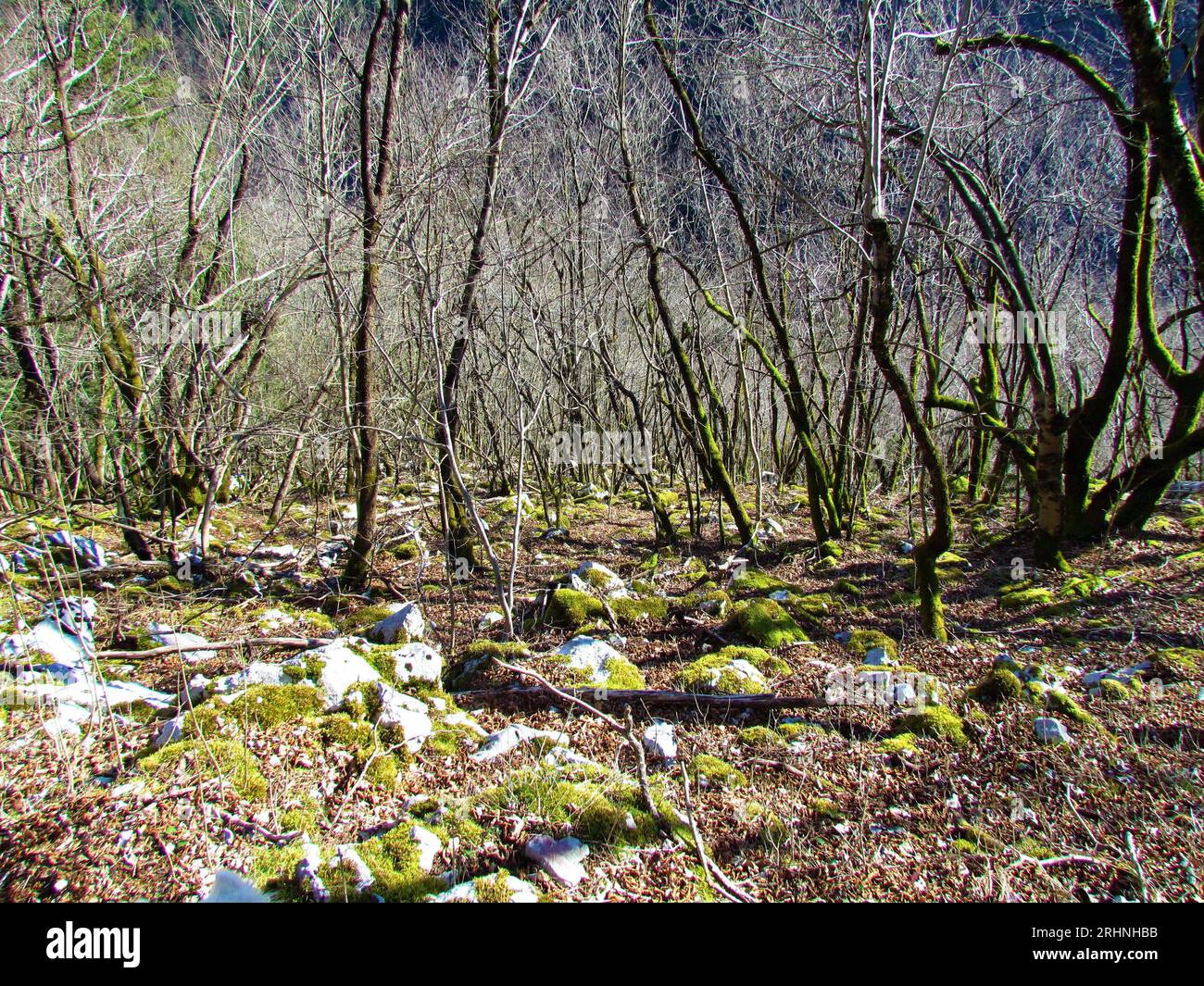 Moss covering rocks hi-res stock photography and images - Alamy