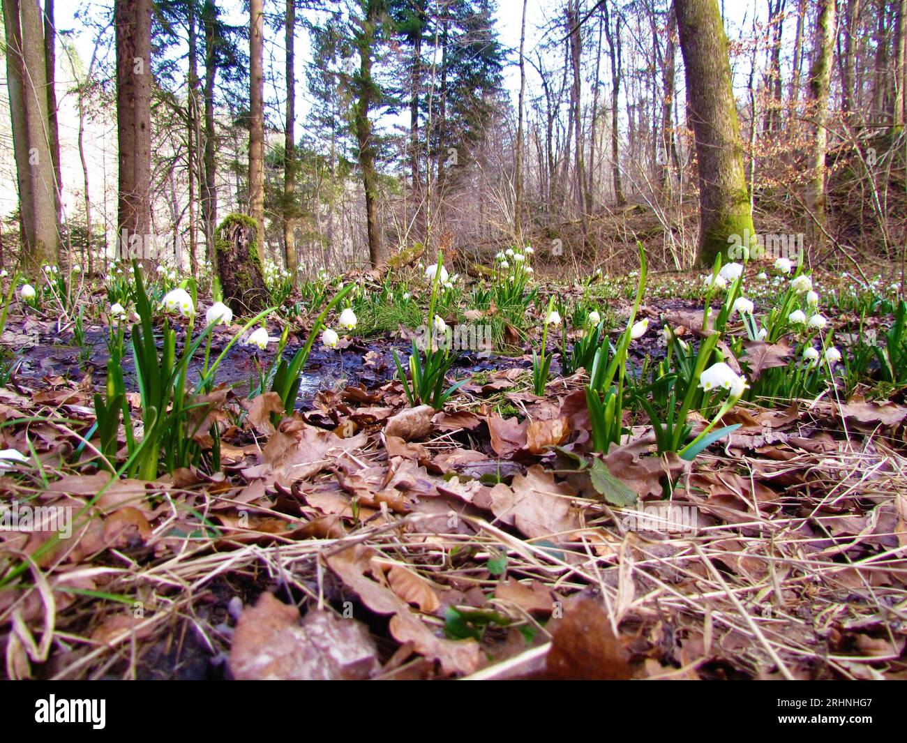 Spring snowflake (Leucojum vernum) flowers Stock Photo - Alamy