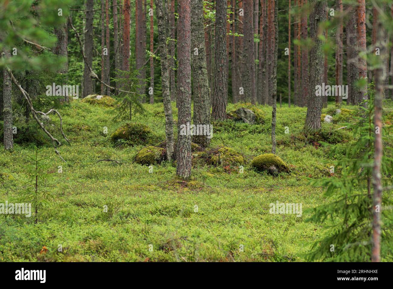 natural landscape, pine boreal forest with moss undergrowth, coniferous ...