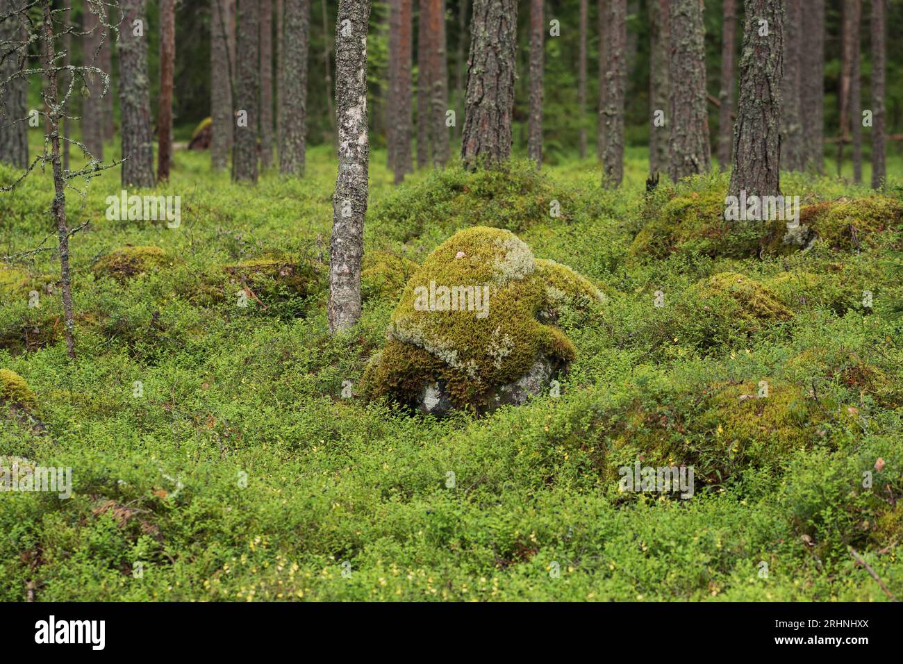 natural landscape, pine boreal forest with mossy rocky undergrowth ...