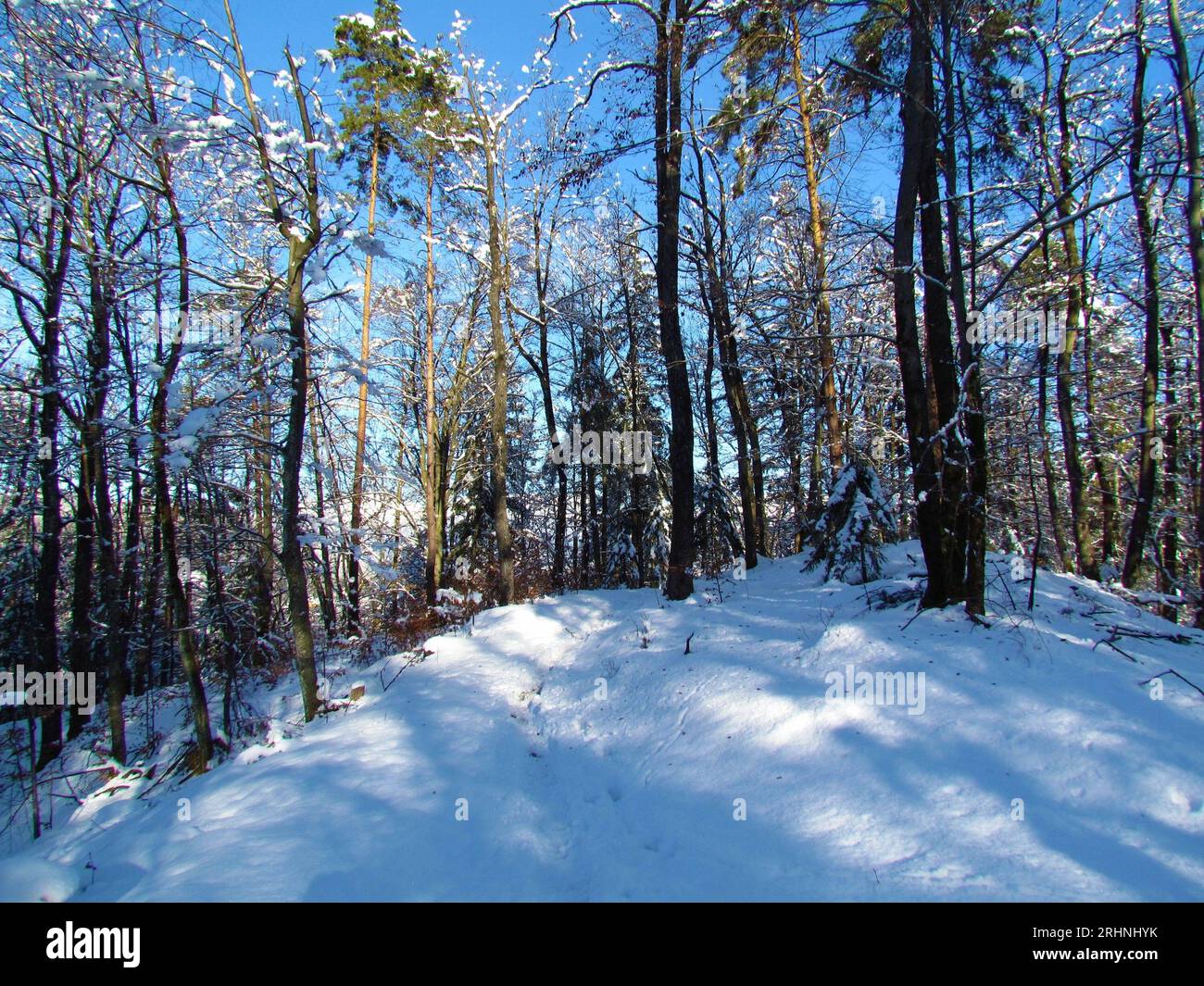 Deciduouss, temperate, broadleaf forest in winter Stock Photo - Alamy