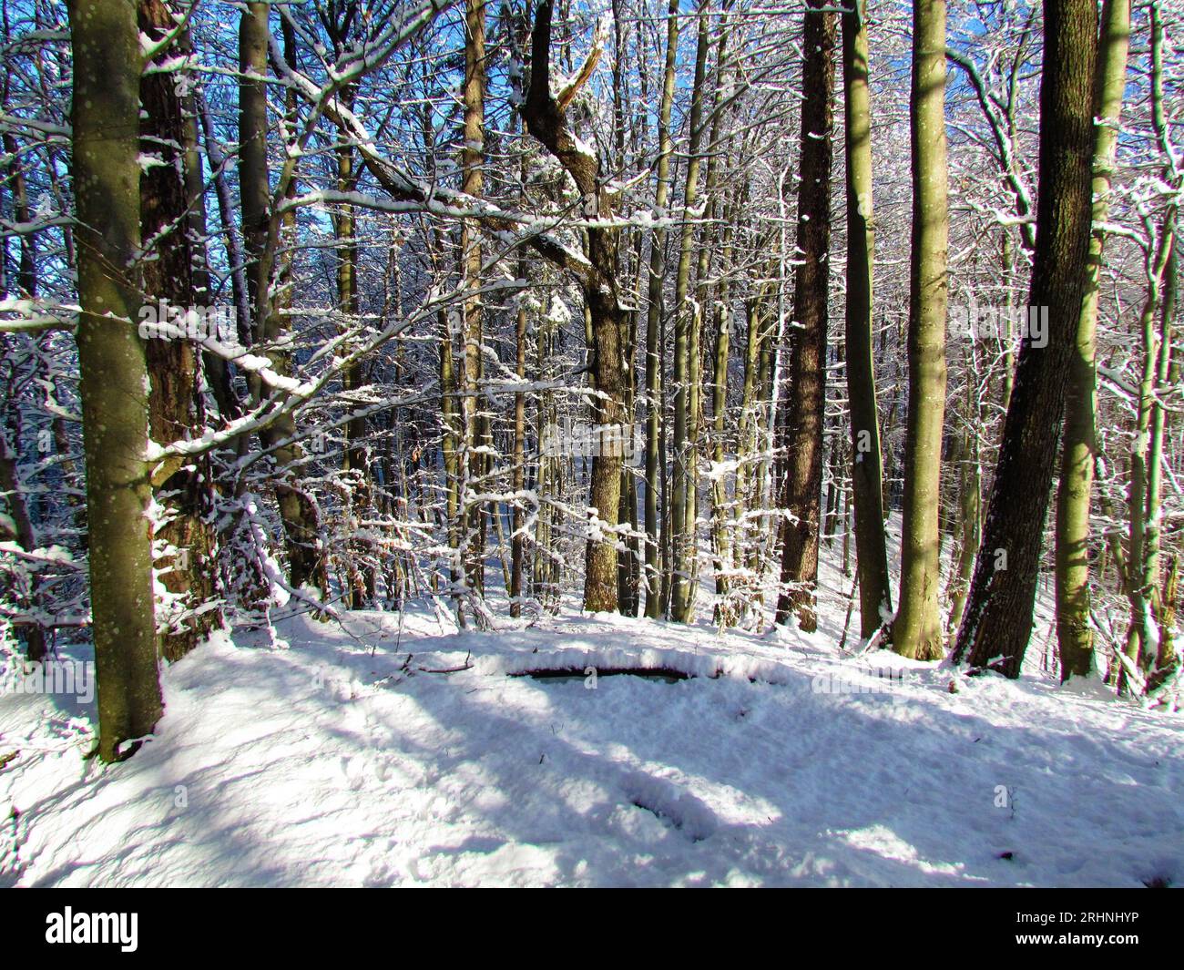 Temperate broadleaf hi-res stock photography and images - Alamy
