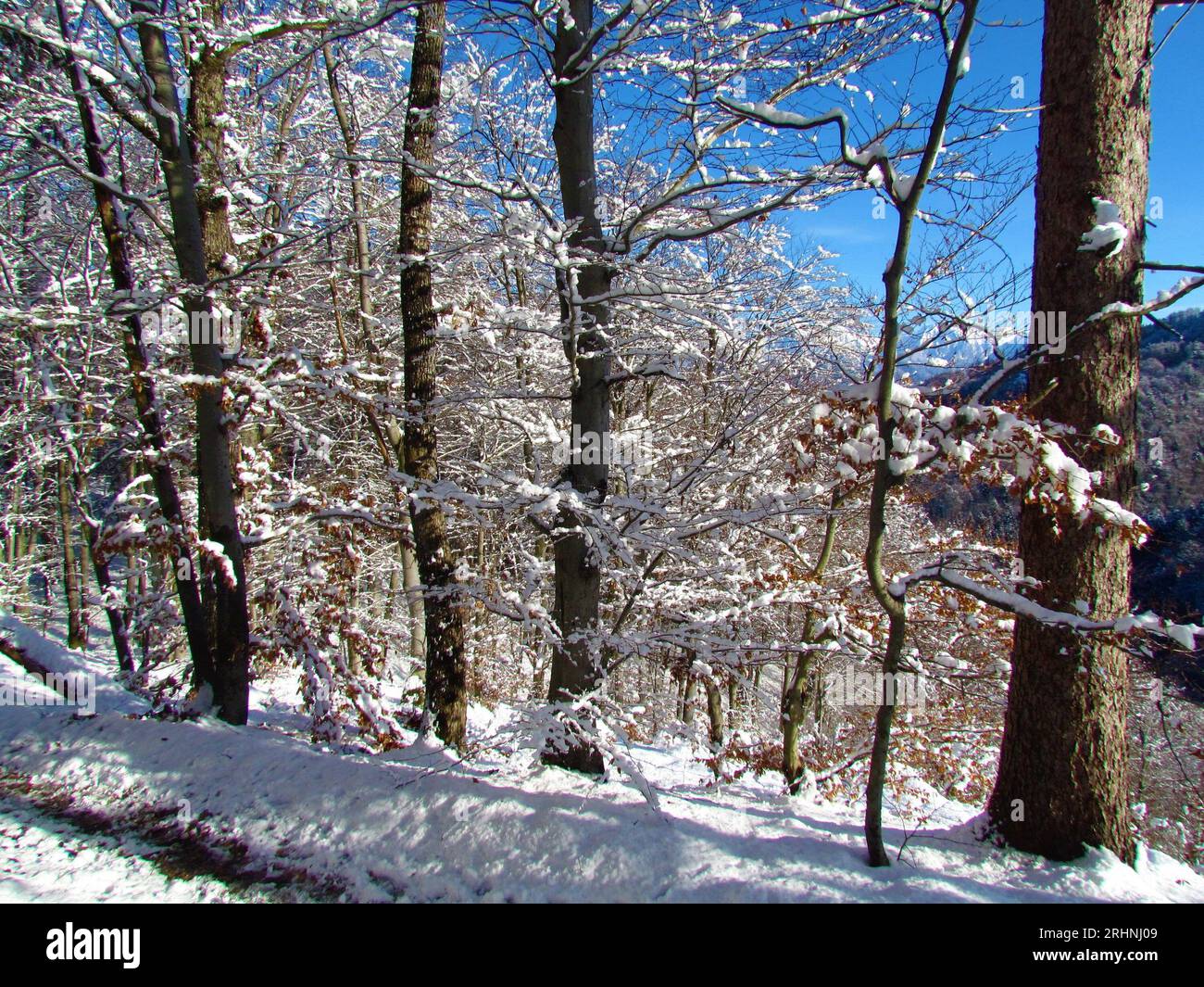 Temperate broadleaf hi-res stock photography and images - Alamy