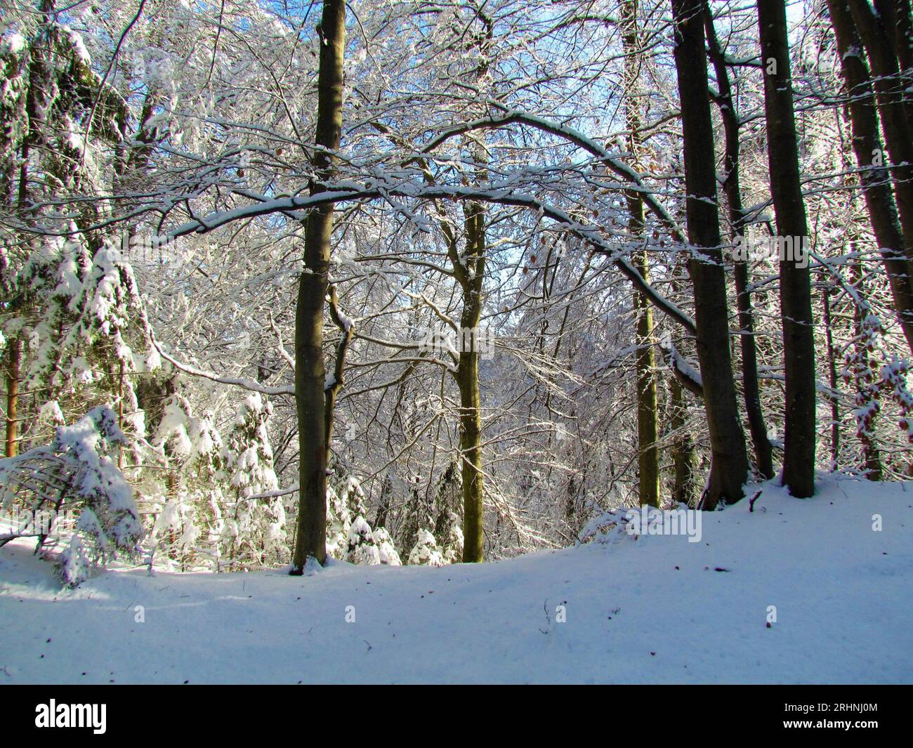 Deciduouss, temperate, broadleaf forest in winter Stock Photo - Alamy