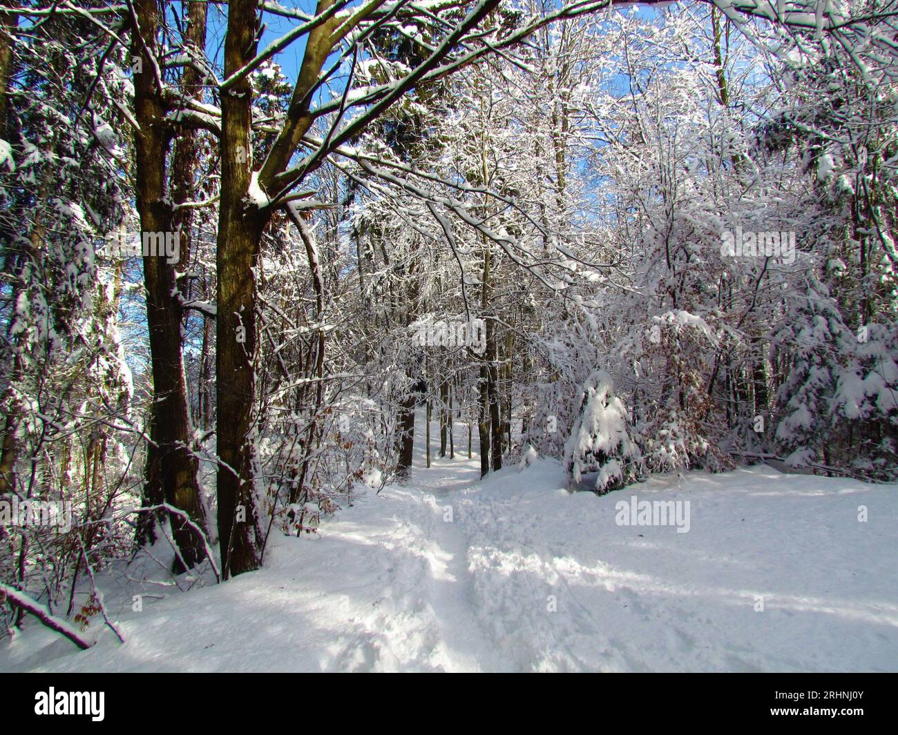 Deciduouss, temperate, broadleaf forest in winter Stock Photo - Alamy