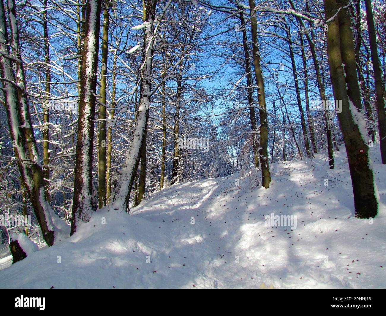 Temperate broadleaf forest hi-res stock photography and images - Alamy