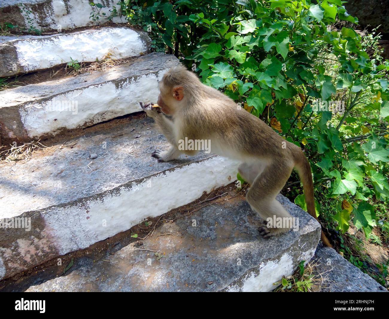 A side view of a bonnet macaque climbing stone steps in a rural setting ...