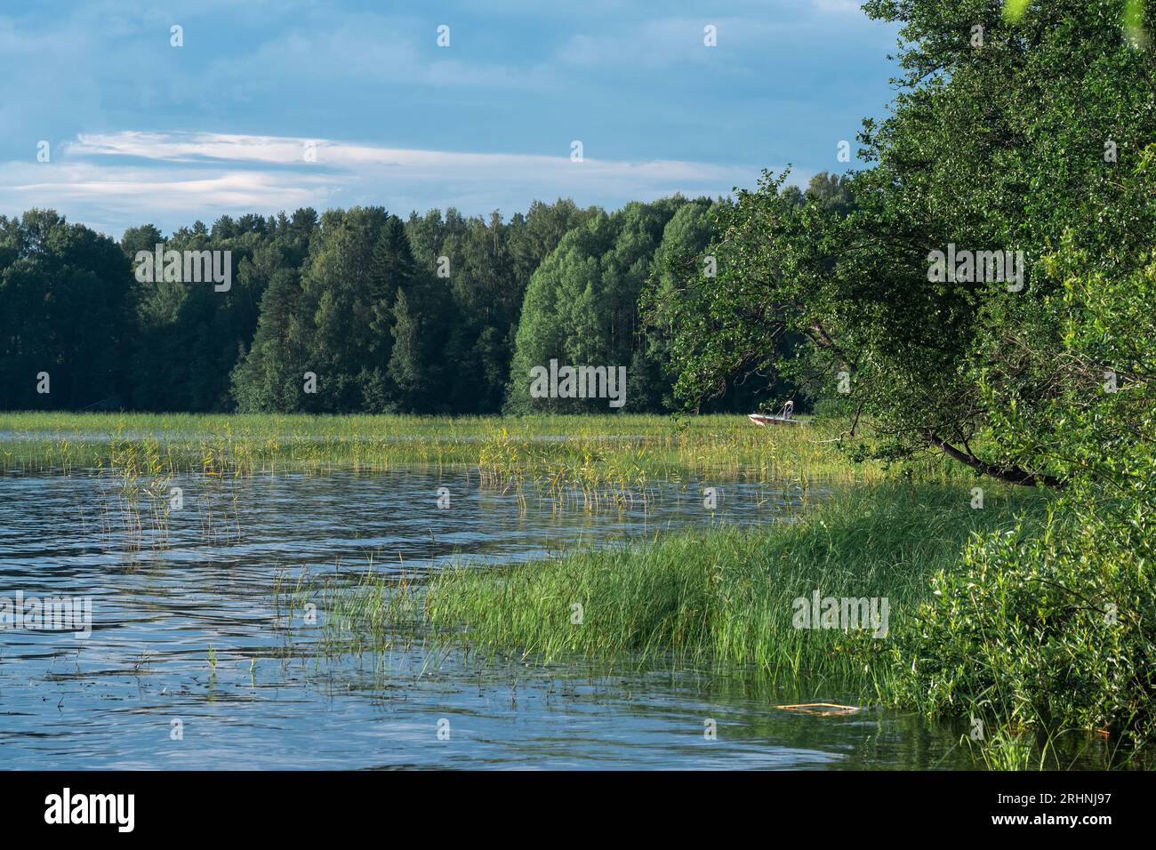 wooded shore of lake with reedbeds on a sunny day, a fishing boat is ...