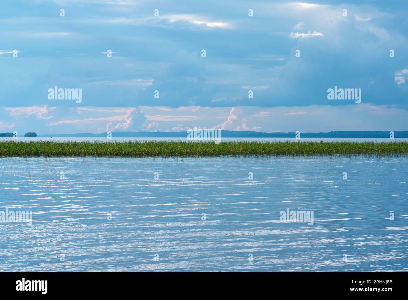 natural landscape, vast shallow lake with reed banks on a summer ...