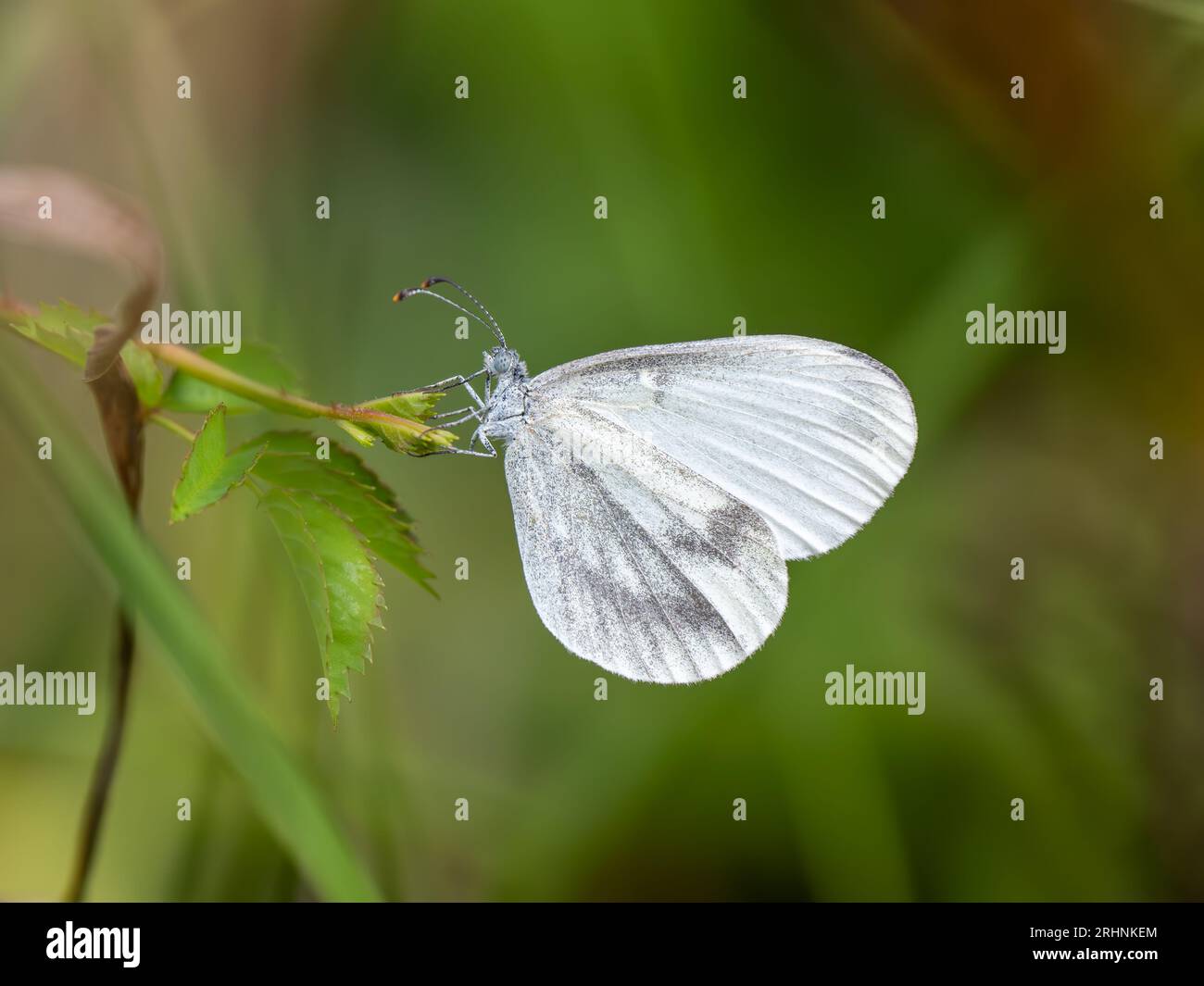 Wood White Butterfly Resting With its Wings Closed Stock Photo - Alamy