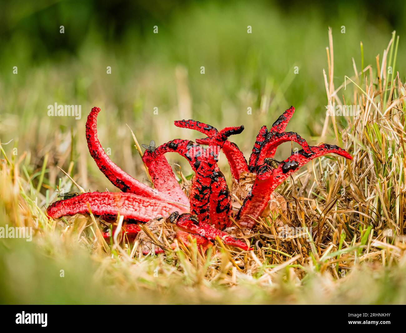 Spooky fungi hi-res stock photography and images - Alamy