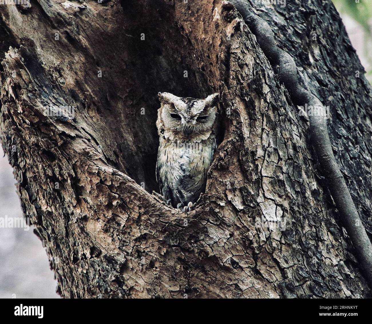 The Indian Scops owl in a tree hollow. INDIA: ASTONISHING images have ...