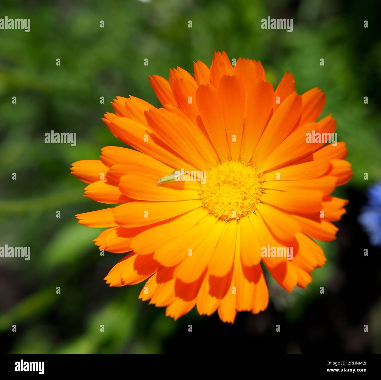 beautiful vibrant deep orange marigold flower with insect on petals ...