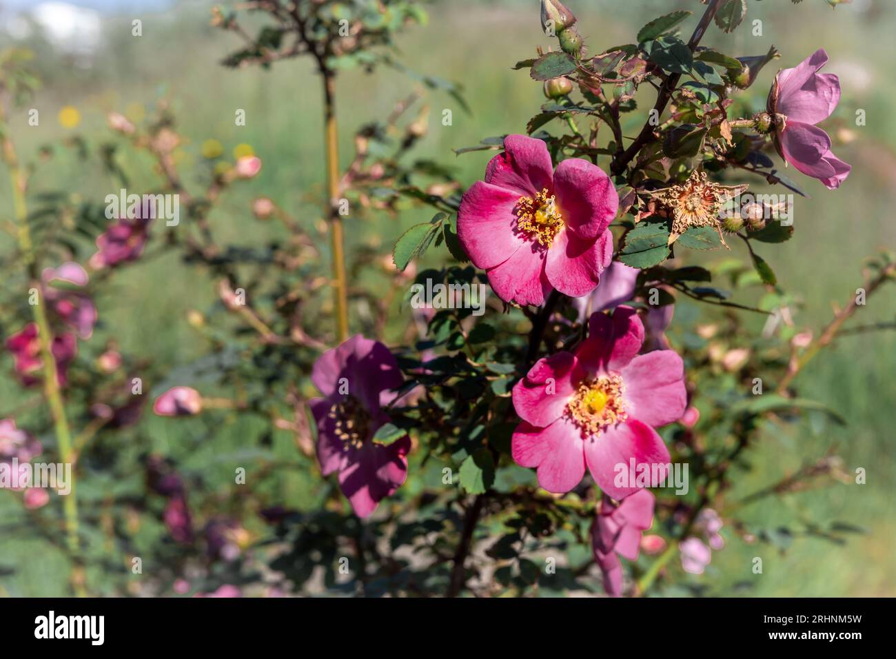 Pink wild roses in garden hi-res stock photography and images - Alamy