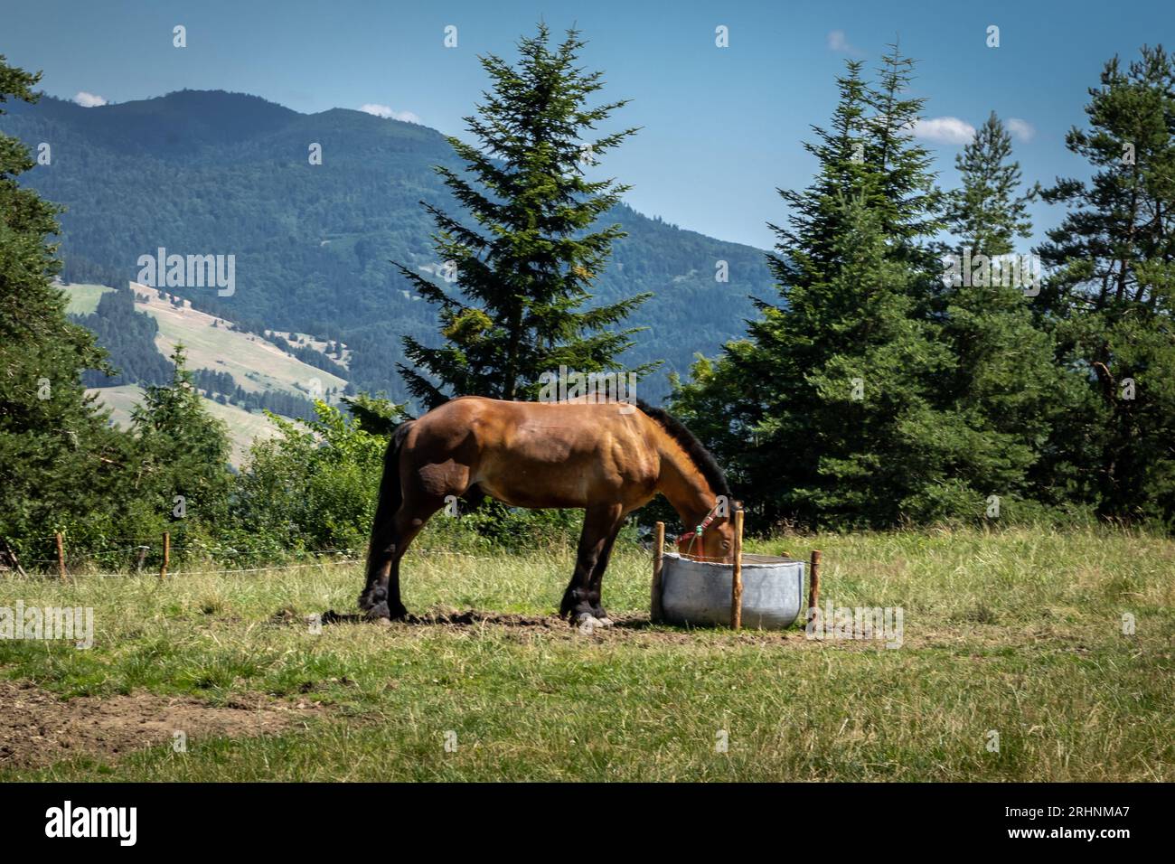 Farm animal drinking water hi-res stock photography and images - Alamy