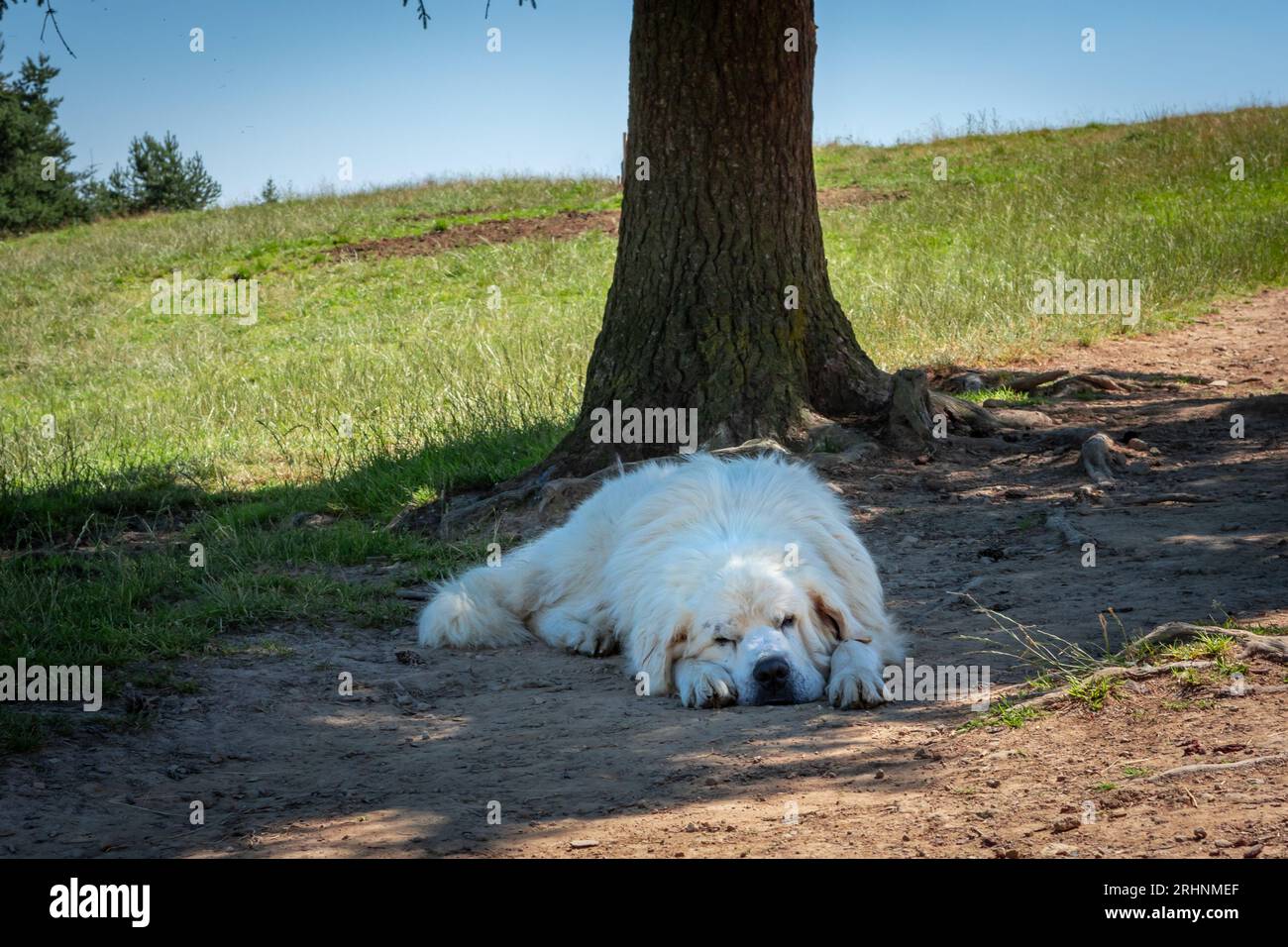 White Tatra shepherd dog sleeping in the shadow under the tree. Pieniny ...