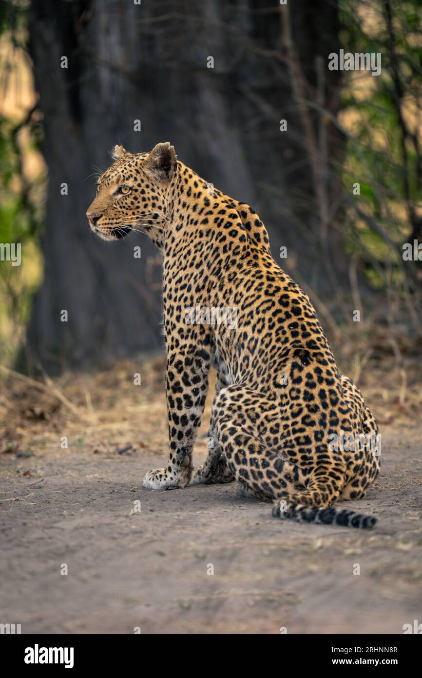 Leopard sits on sandy ground turning left Stock Photo - Alamy