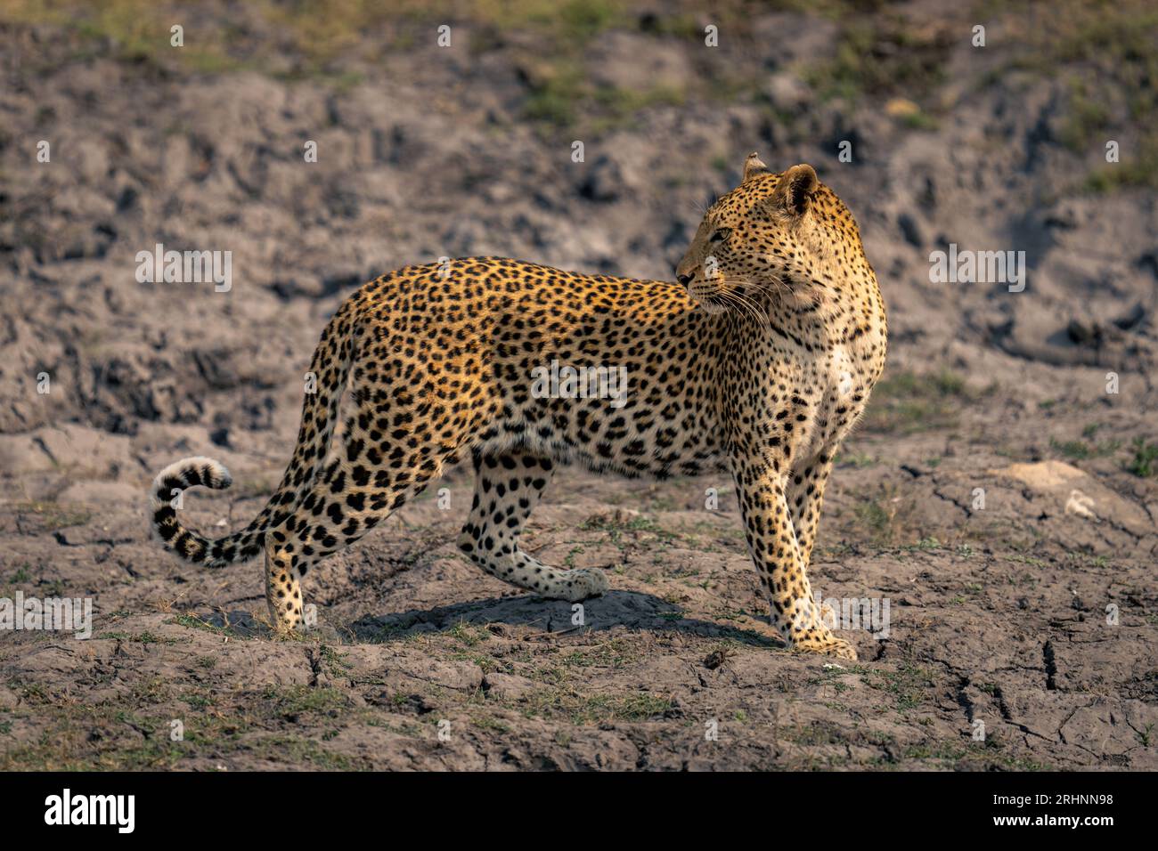 Leopard stands on dry riverbed looking back Stock Photo - Alamy
