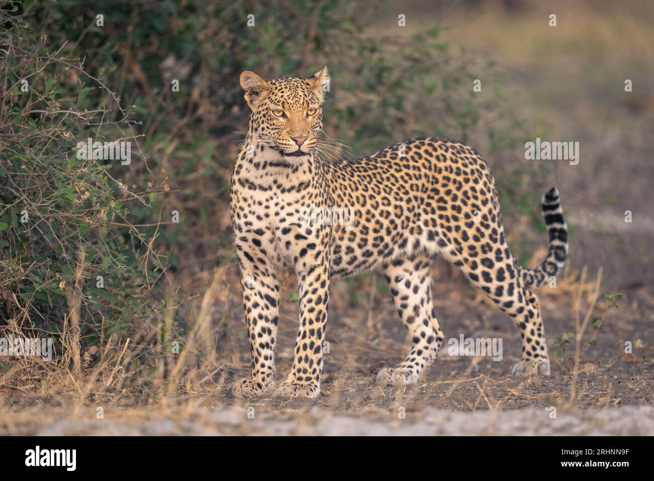 Leopard turning head hi-res stock photography and images - Alamy