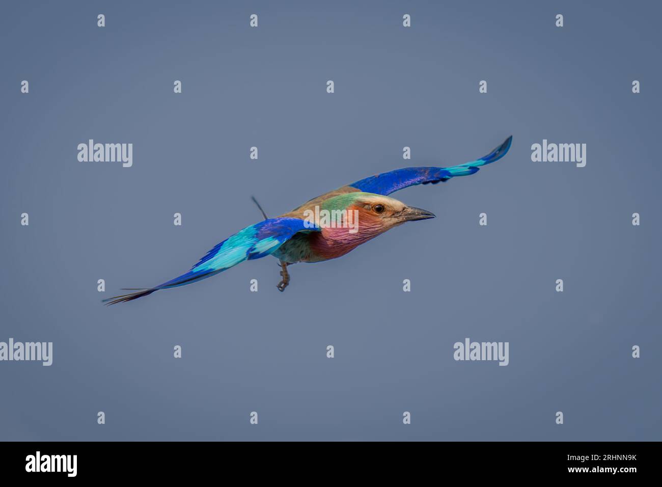 Lilac-breasted roller flies through sky with catchlight Stock Photo - Alamy