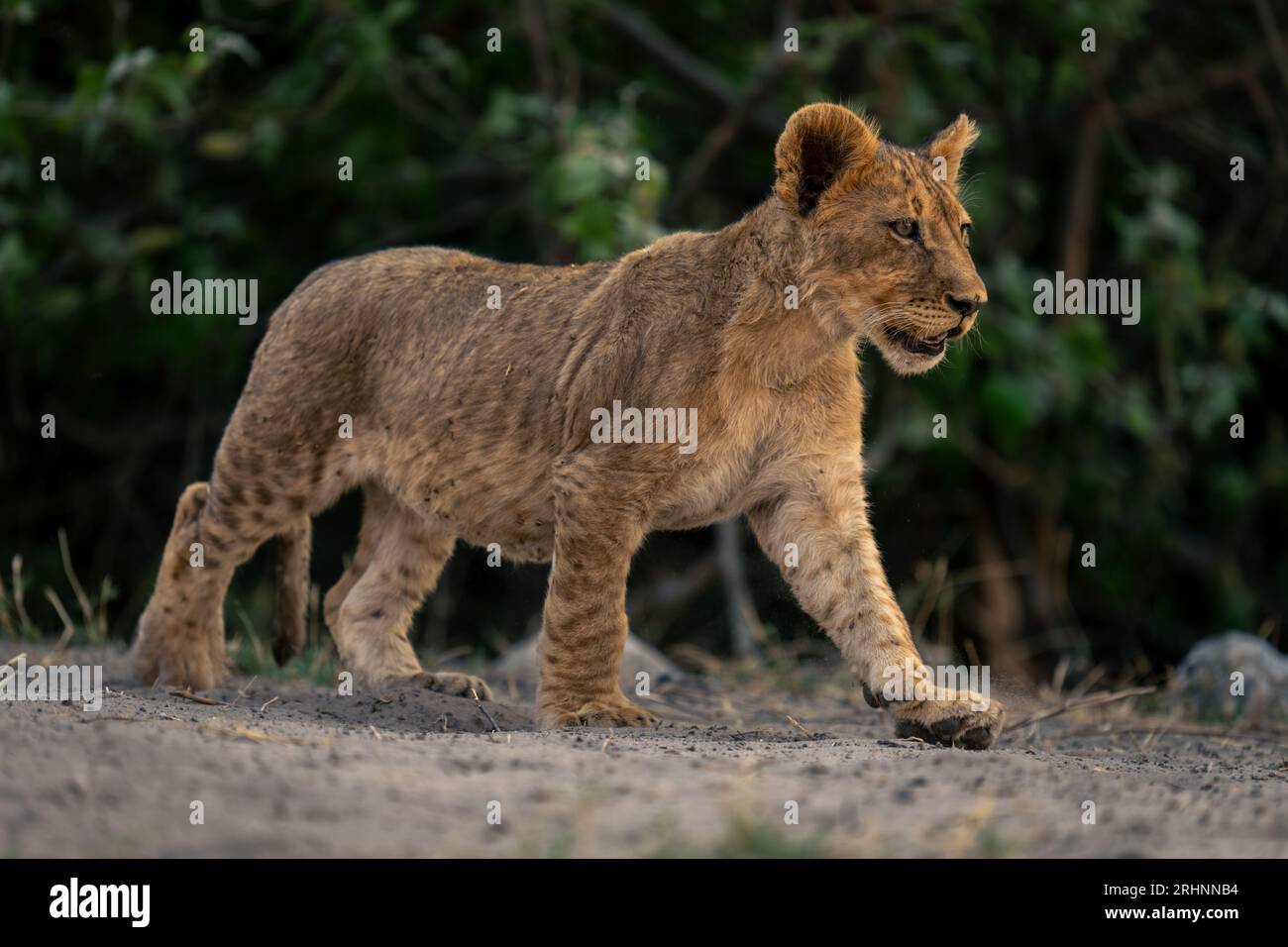 Lion cub walks placing foot on sand Stock Photo - Alamy