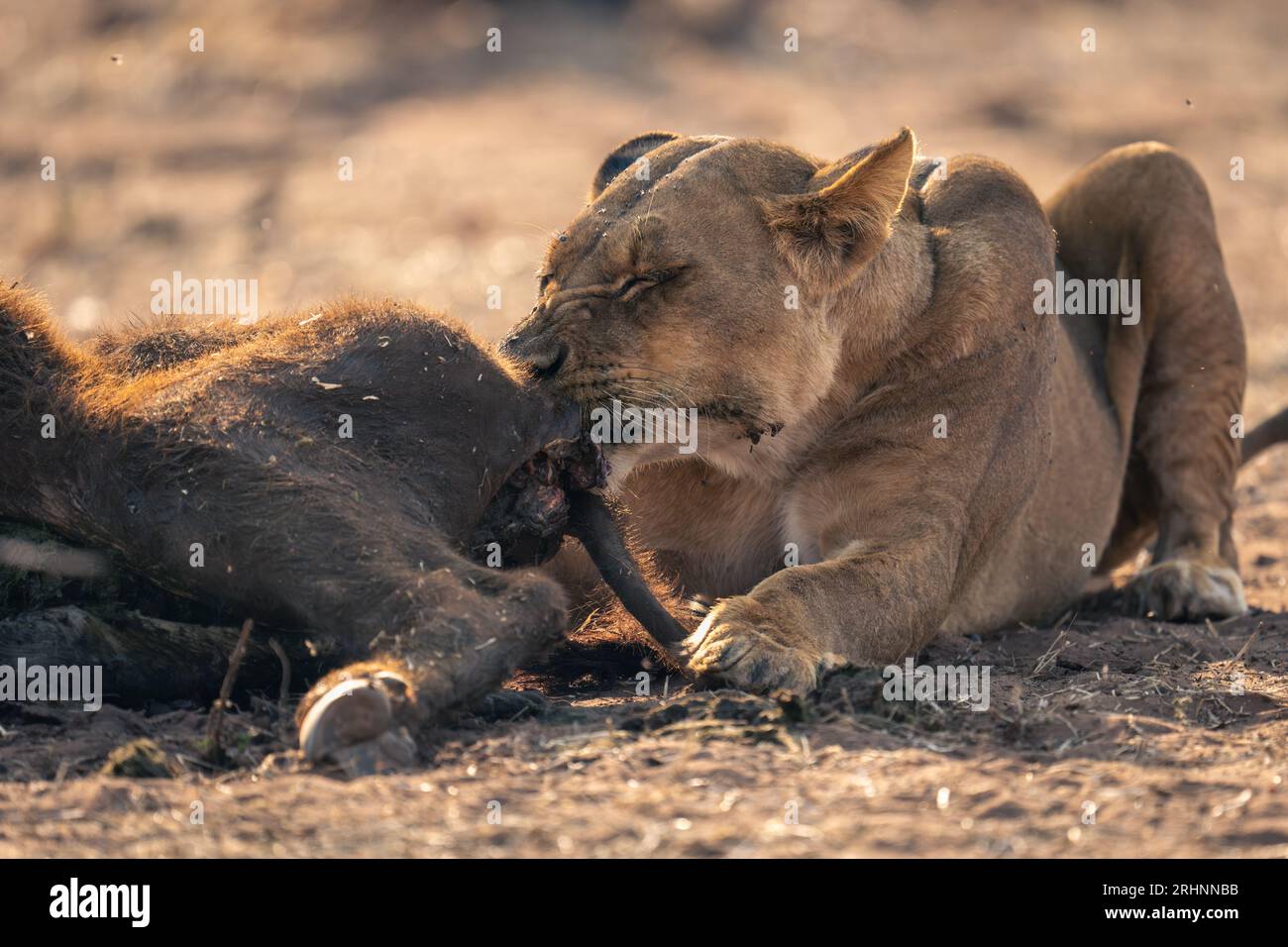 Buffalo carcase hi-res stock photography and images - Alamy