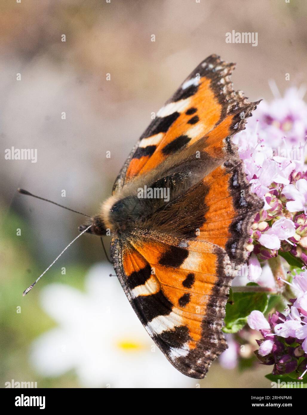 SMALL TORTOISESHELL Aglais urticae butterfly Stock Photo - Alamy