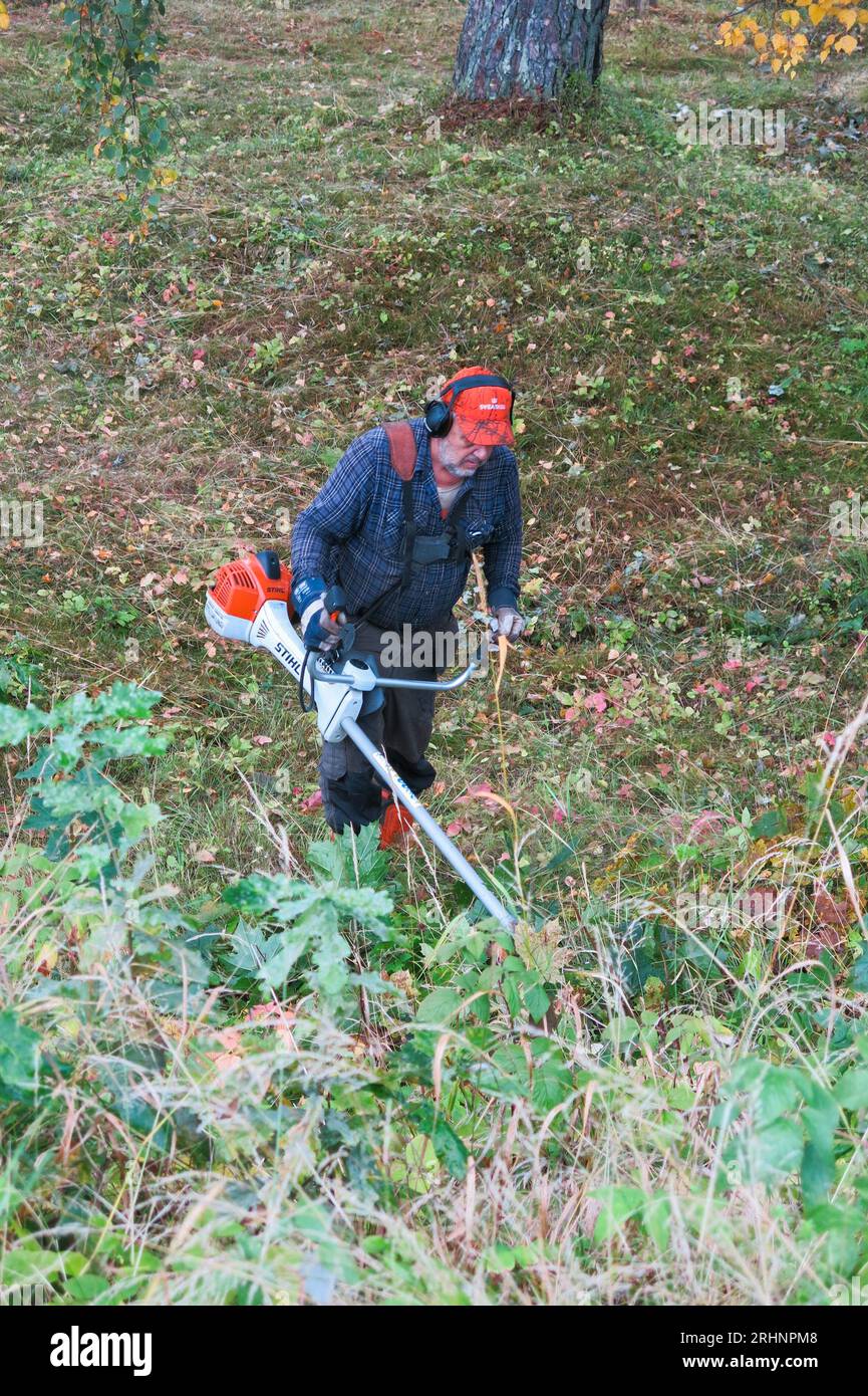 Thinning of young forest and shrubs with a brush cutter Stock Photo - Alamy