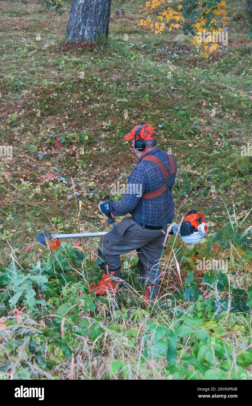 Thinning of young forest and shrubs with a brush cutter Stock Photo - Alamy