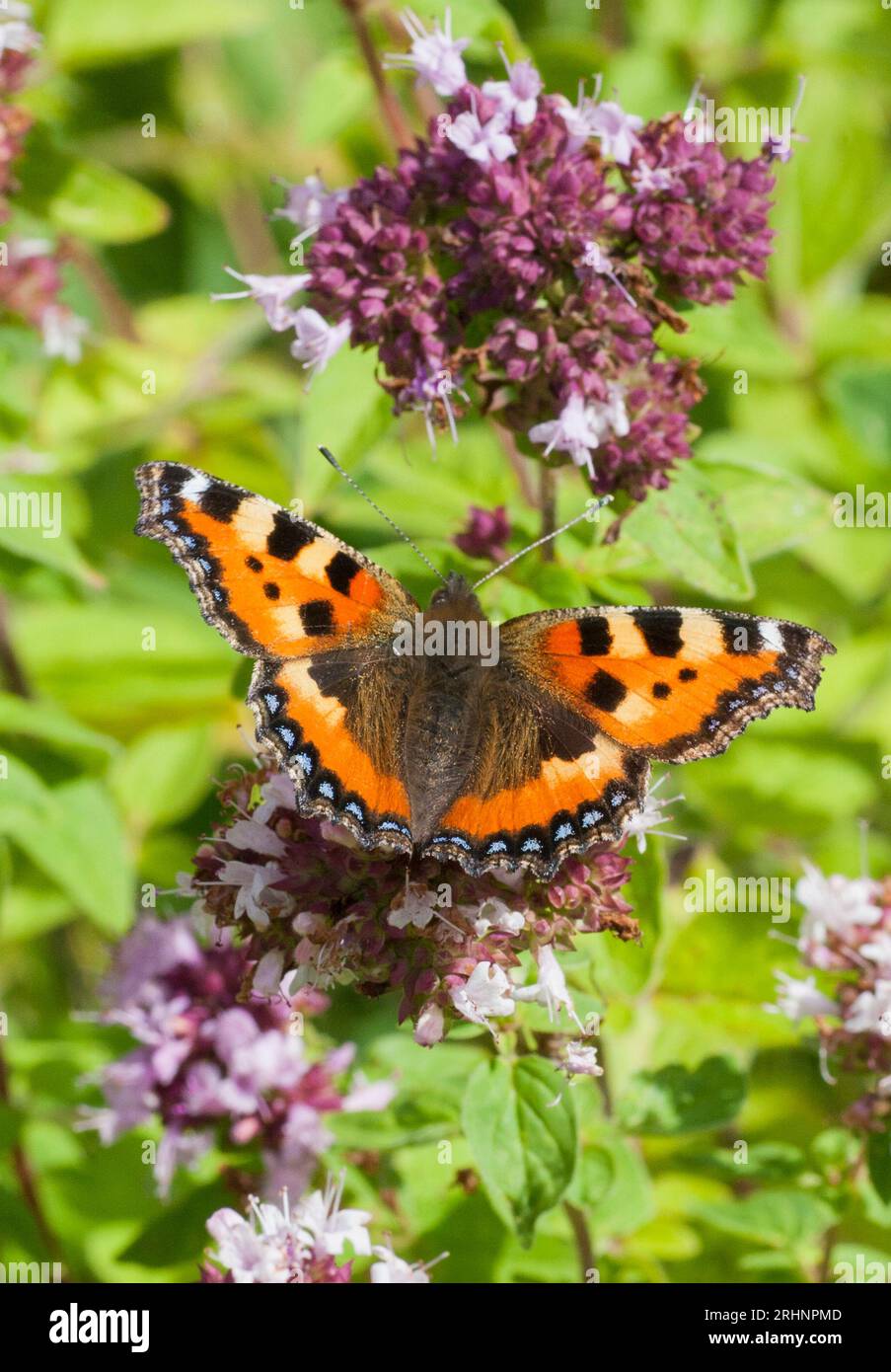 SMALL TORTOISESHELL Aglais urticae butterfly Stock Photo - Alamy