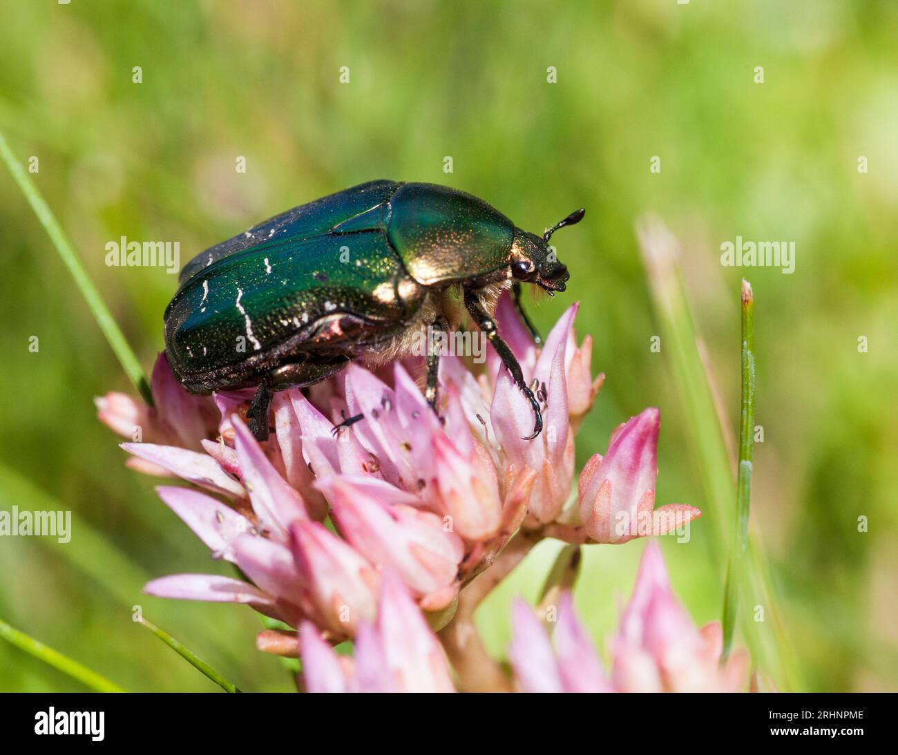 PROTAETIA CUPREA also known as copper chafer Stock Photo - Alamy