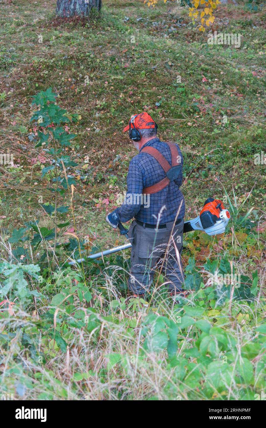 Thinning of young forest and shrubs with a brush cutter Stock Photo - Alamy