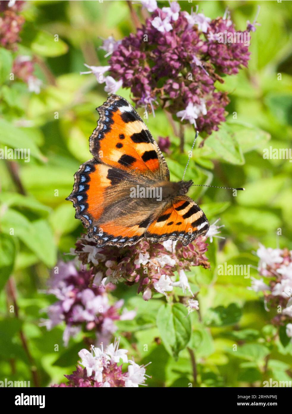 Small tortoiseshall hi-res stock photography and images - Alamy