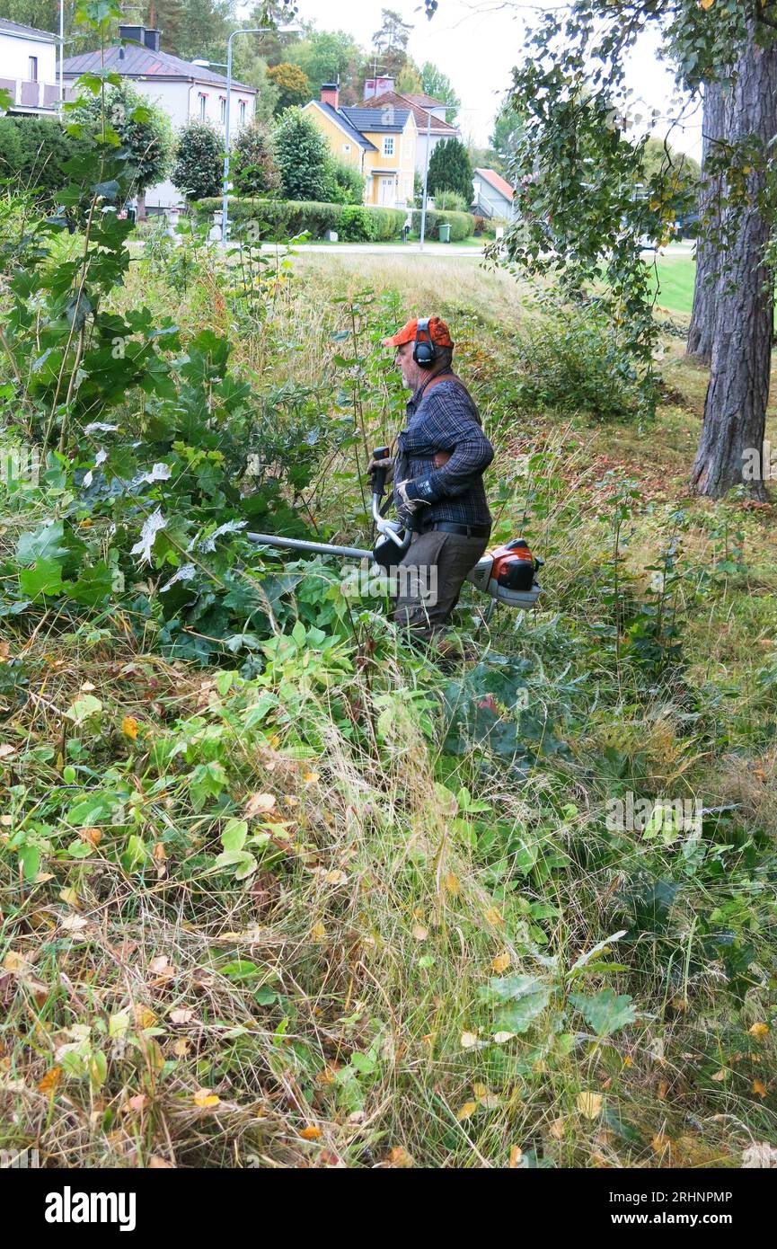 Thinning of young forest and shrubs with a brush cutter Stock Photo - Alamy