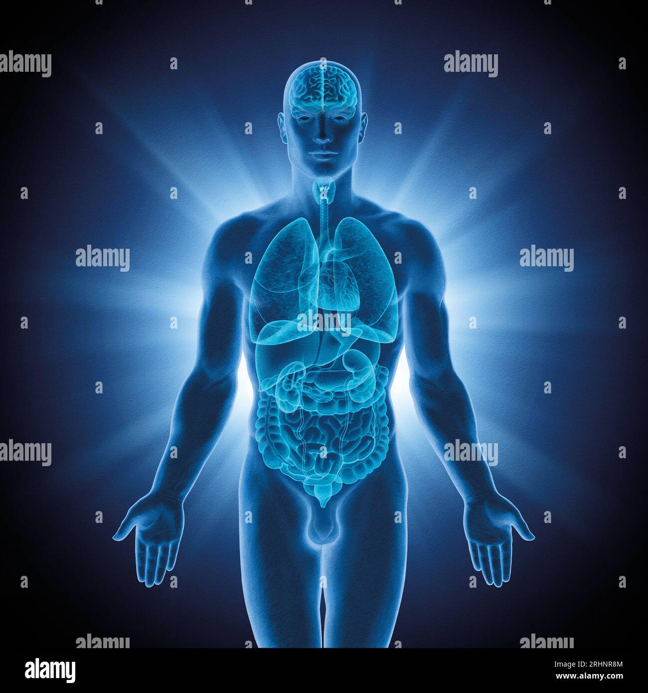 X ray image internal organs heart hi-res stock photography and images - Alamy