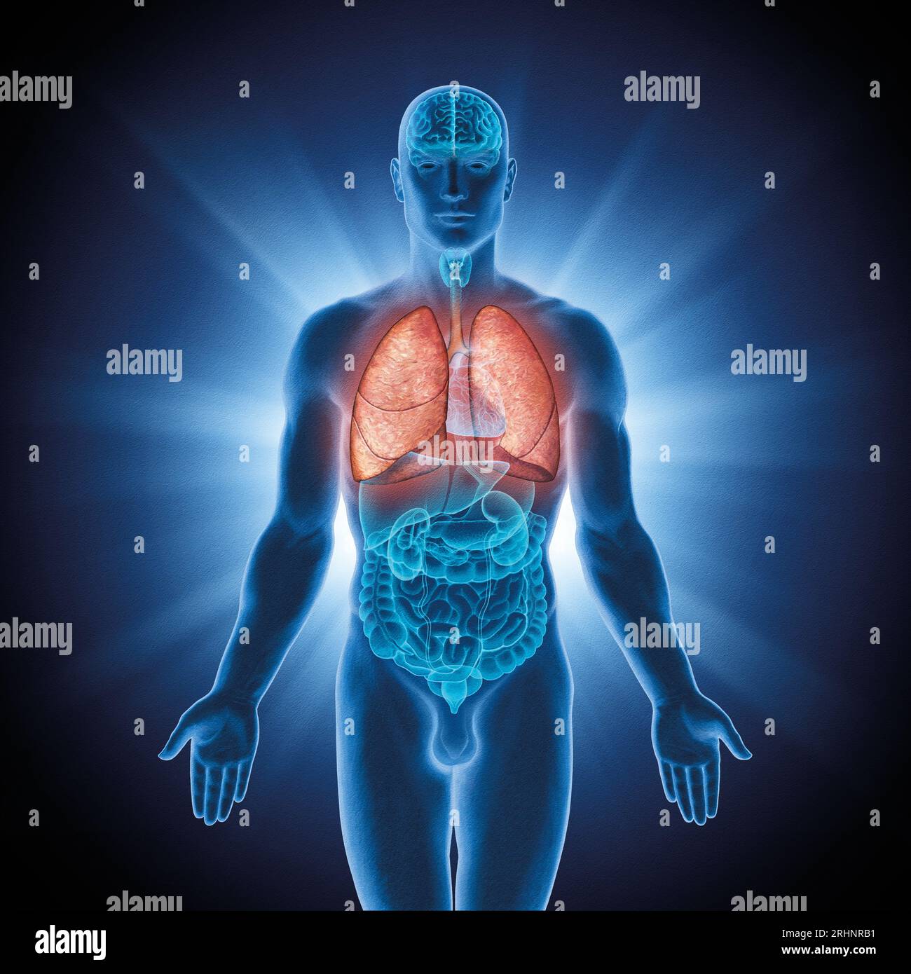 Internal organs x ray hi-res stock photography and images - Alamy
