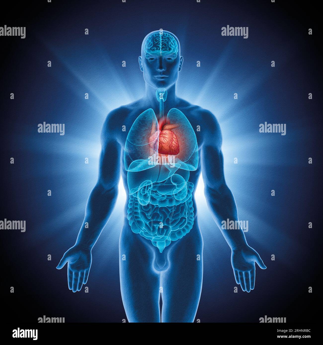 Illustration Series: Human Organs. Image 5 of 10 Stock Photo - Alamy