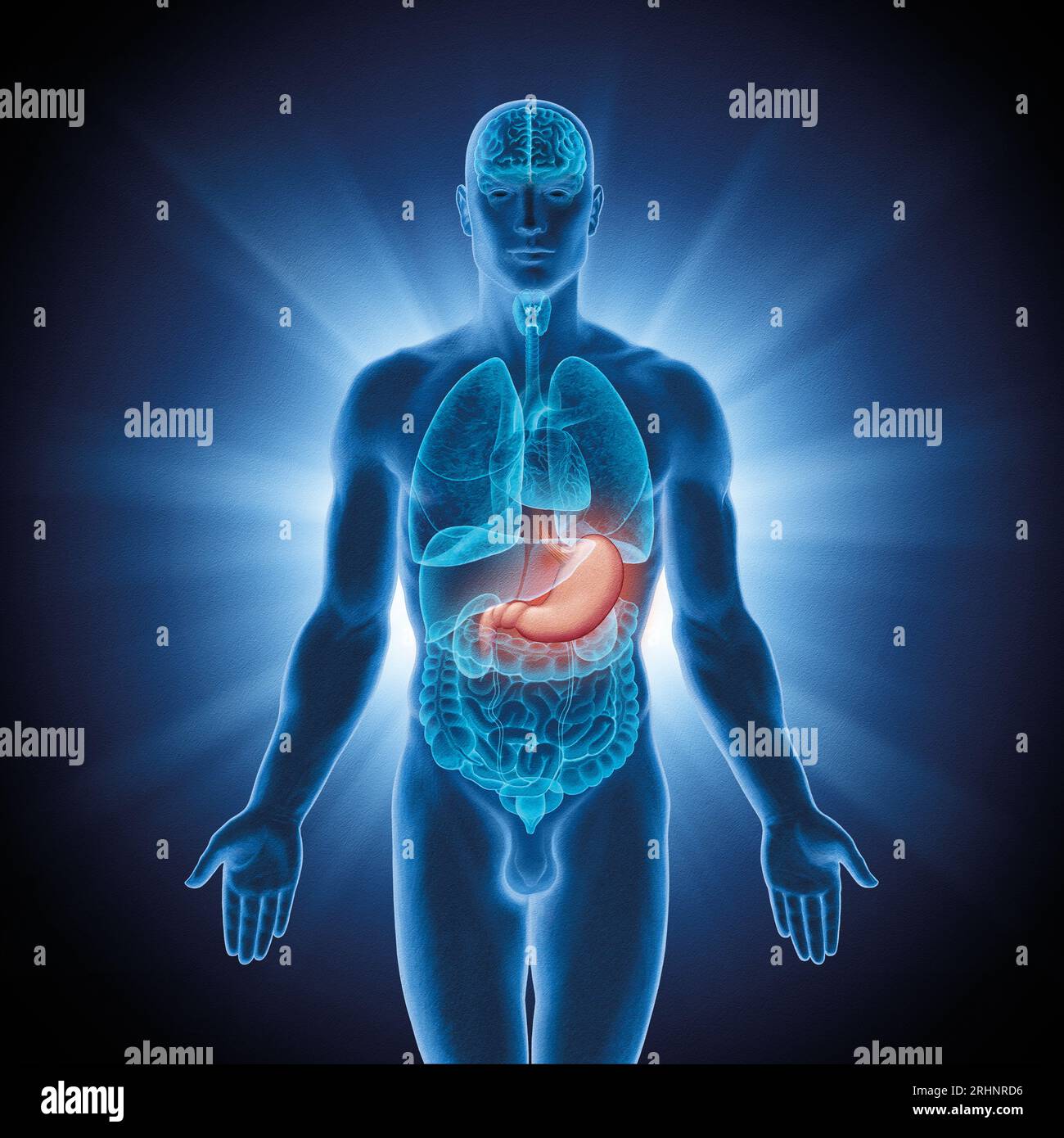 Human stomach and pancreas hi-res stock photography and images - Alamy