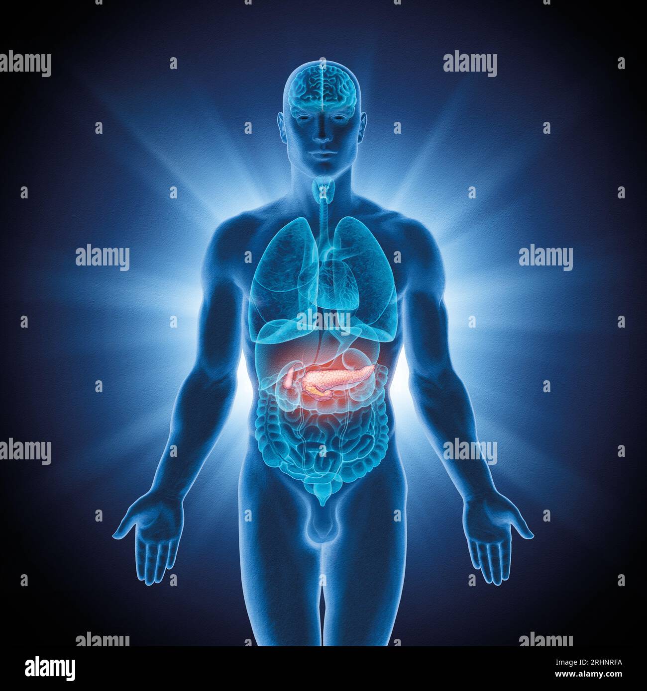 Human bladder hi-res stock photography and images - Alamy