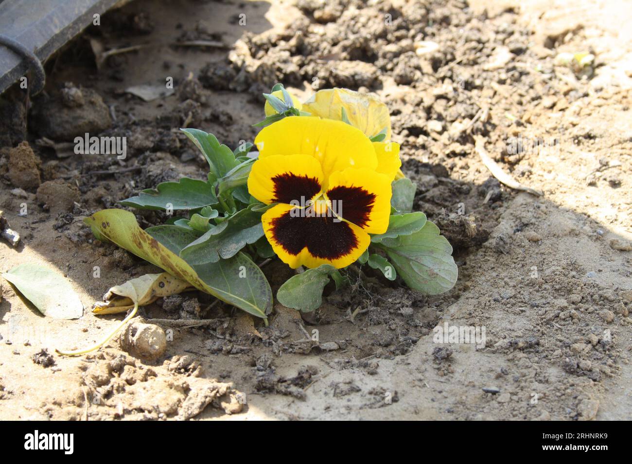 Remembrance cultivar hi-res stock photography and images - Alamy
