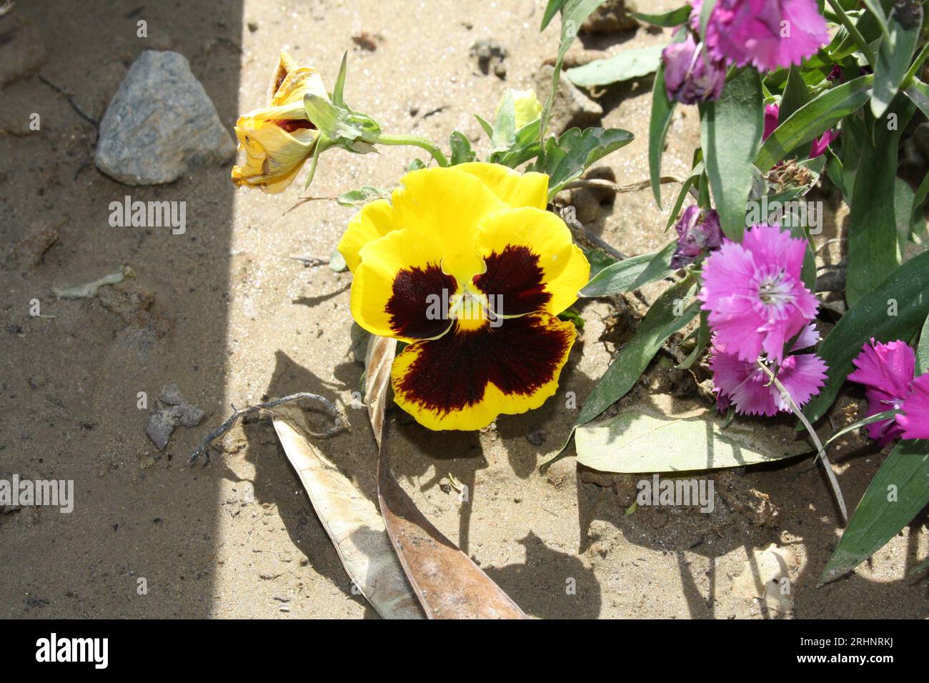 Hybrid plant display hi-res stock photography and images - Alamy