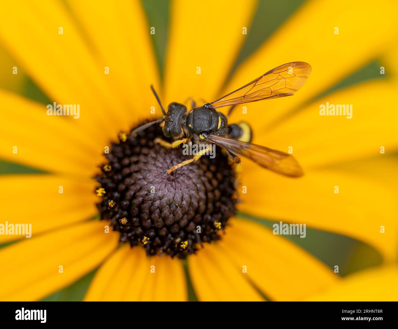 Digger Wasp on Rudbeckia fulgida leaf, London garden, UK Stock Photo ...