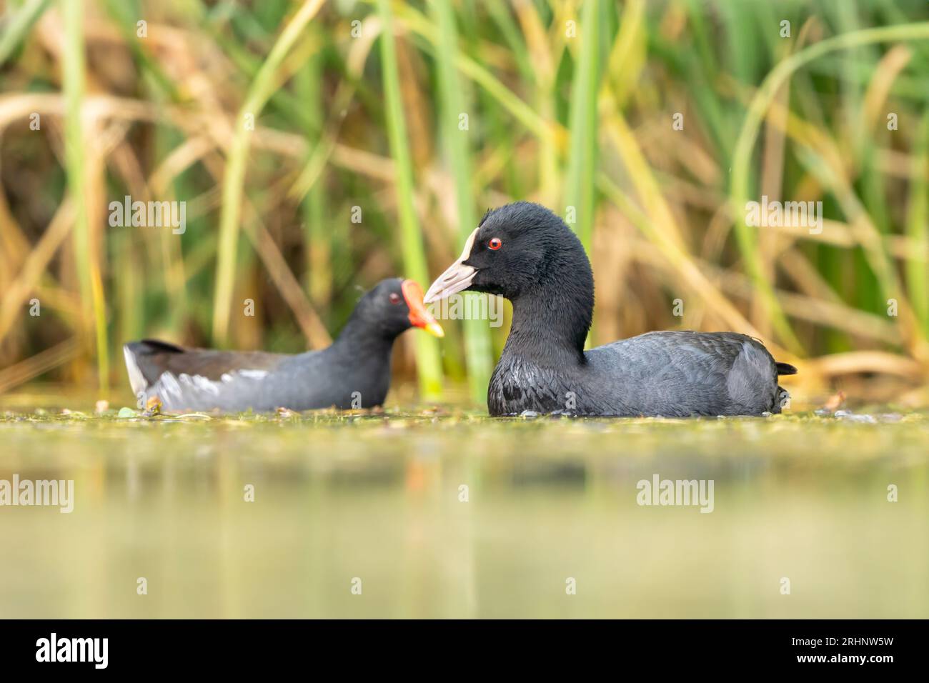 Close-up of a swimming eurasian coot during spring time on sunny day ...
