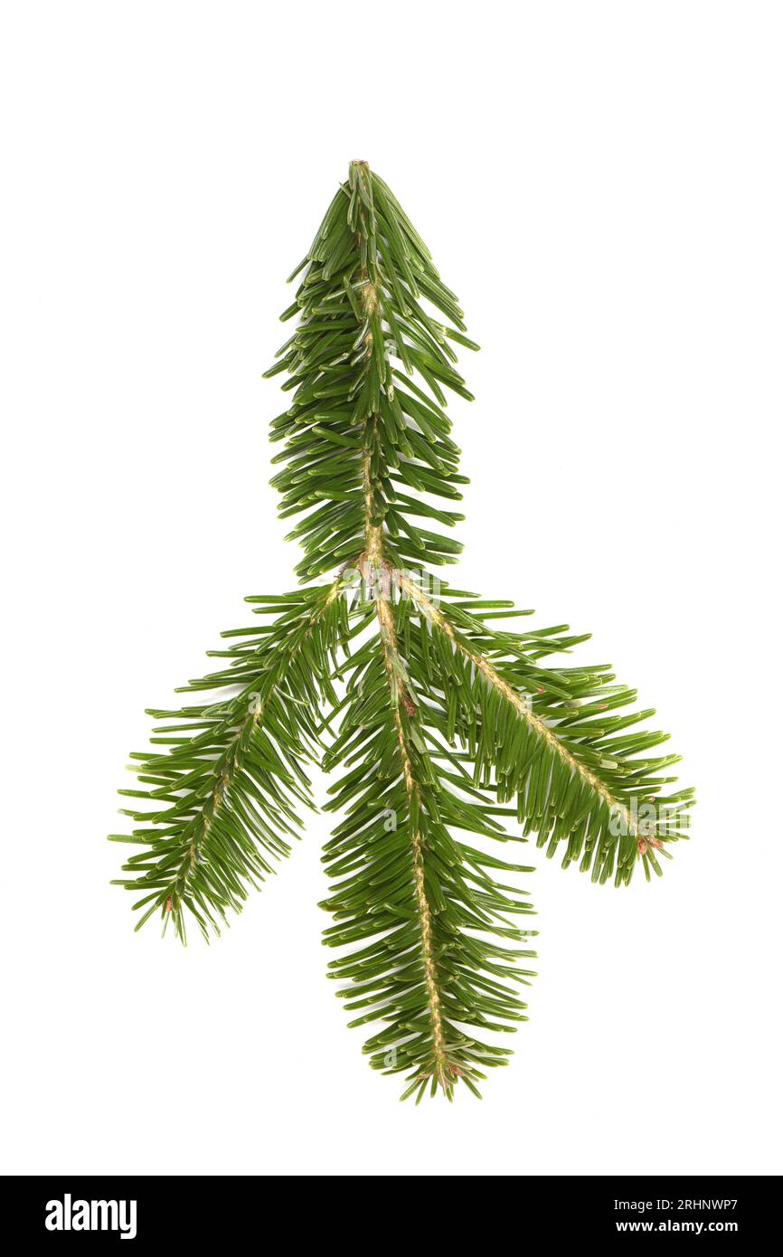 Spruce branch isolated on white background. High resolution photo. Full depth of field Stock ...