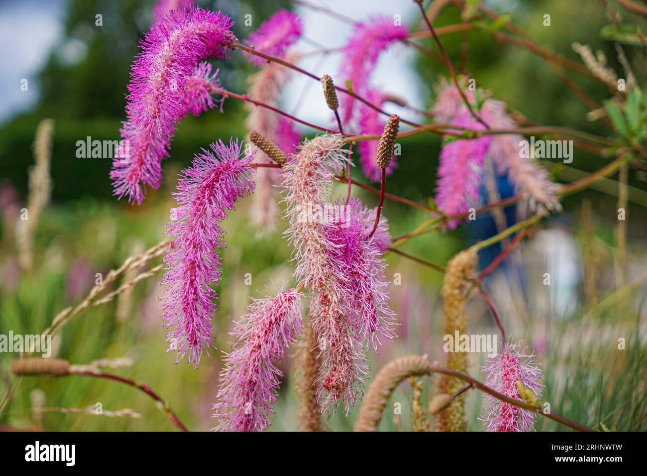 Fluffy Lilac Squirrel Stock Photo - Alamy