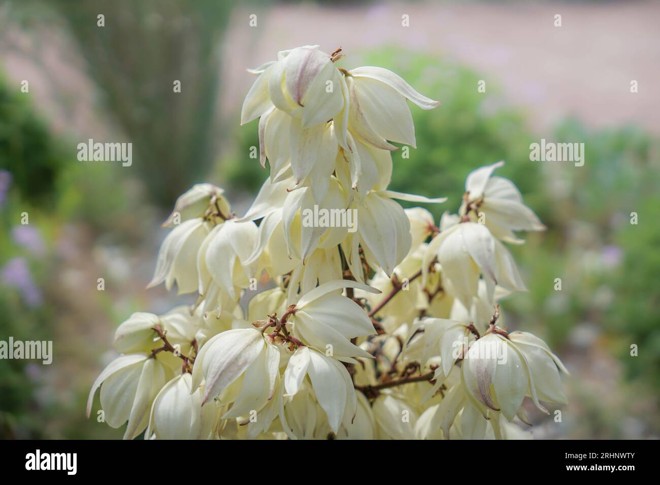 Adam's needle flower with a blurry background Stock Photo - Alamy