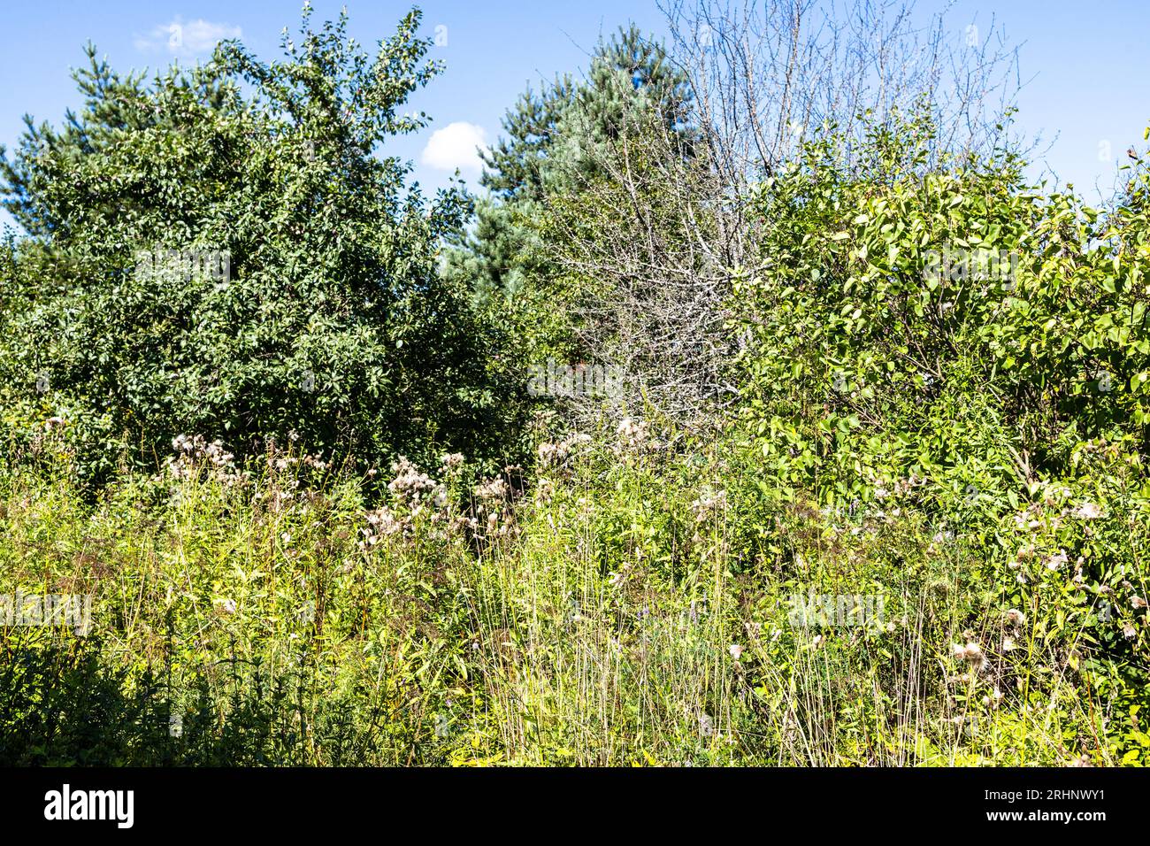 overgrown abandoned garden on backyard on sunny summer day Stock Photo ...