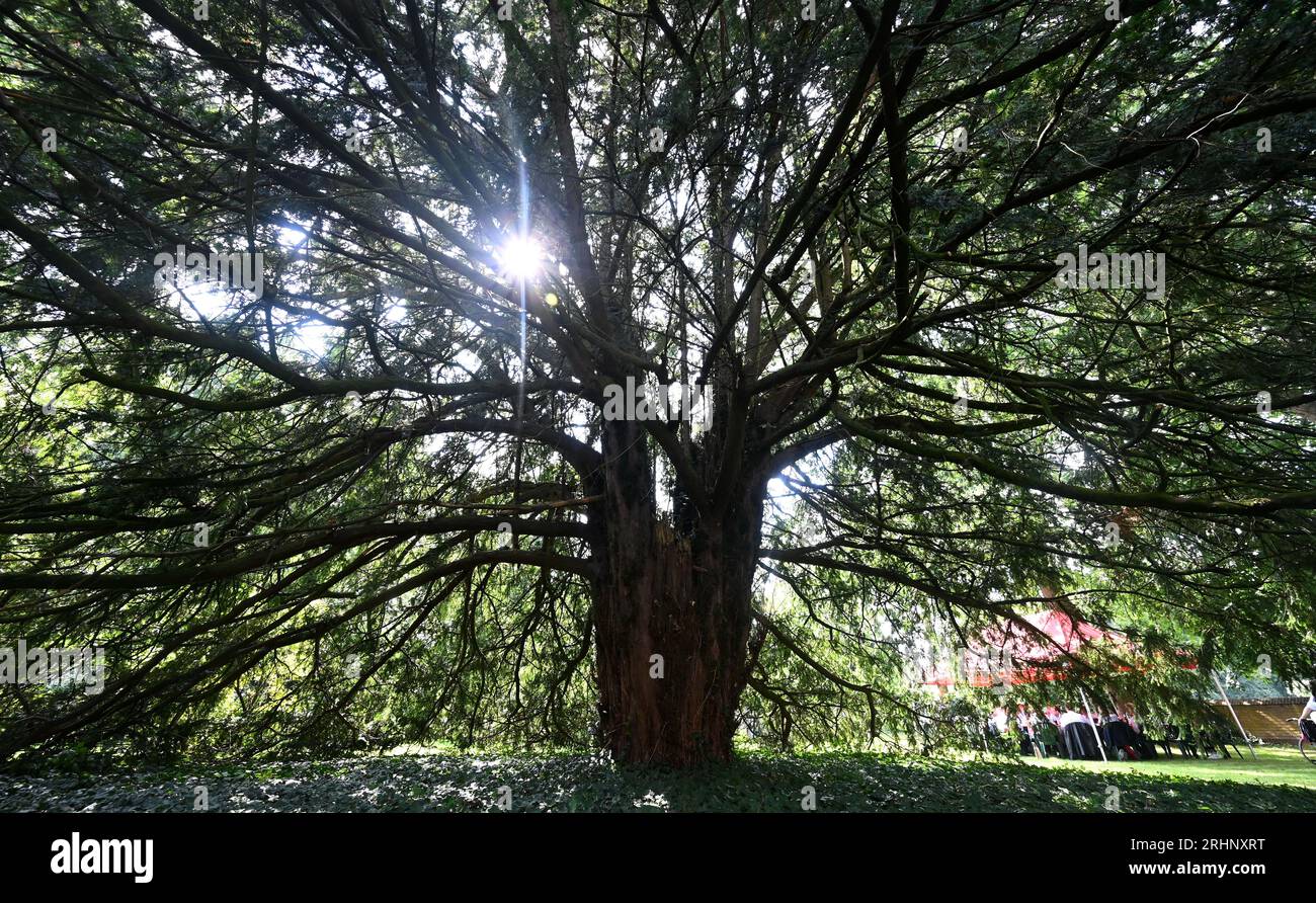 Thedinghausen, Germany. 18th Aug, 2023. This 400-year-old yew tree at ...