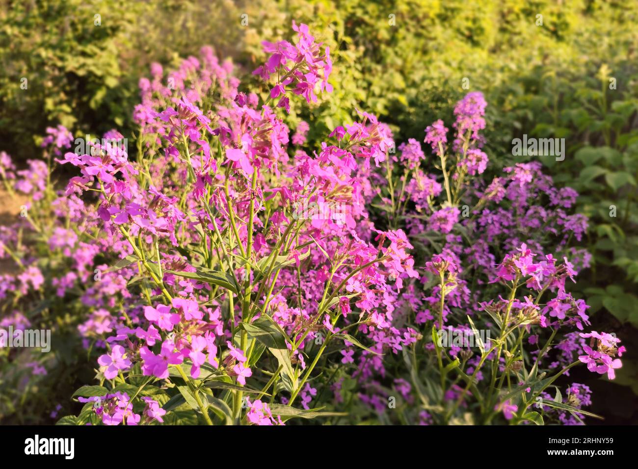 Purple Dame's Rocket flowers, Hesperis matronalis, night violet on ...